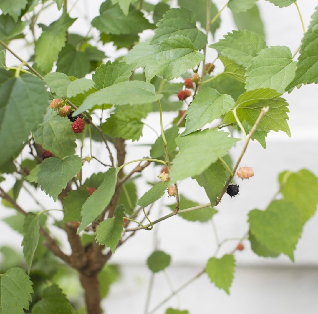 Live Mulberry Tree 1 Gallon Pot, Dwarf Everbearing Fruit Plant, Edible ...
