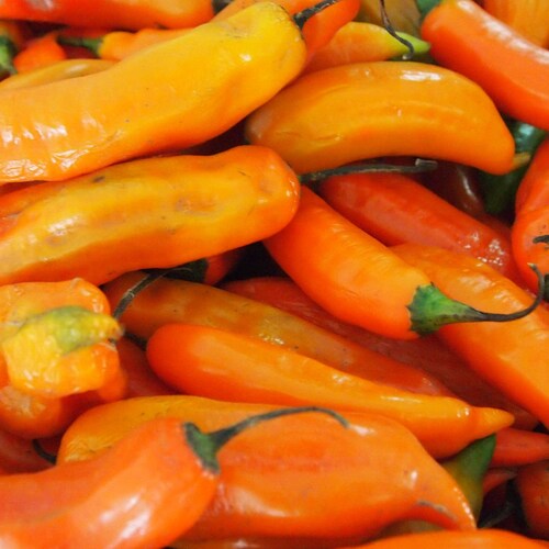 Aji Amarillo Yellow Peruvian Chili Heirloom Pepper Premium - Etsy