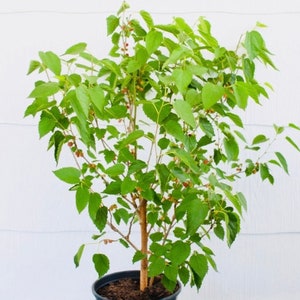 Live Mulberry Tree 1 Gallon Pot, Dwarf Everbearing Fruit Plant, Edible ...