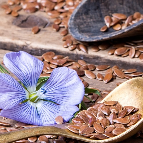 2000 Blue Linum Flax Flower Seeds Blue/purple Linseed - Etsy