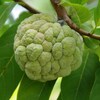 Loquat Fruit Seeds From My Garden | Free Shipping | Sweet Yellow ...