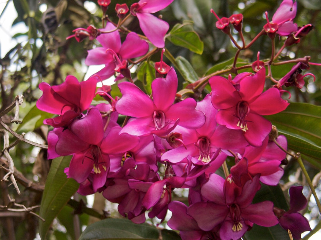 Motley Meriania {meriania Nobilis} Rare Tropical | Large Vibrant Blooms ...