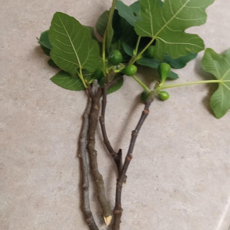 Fig Cuttings - Etsy Canada