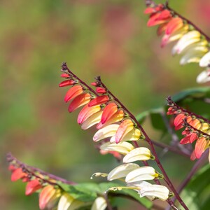 Spanish Flag Firecracker Vine {mina Lobata} Natures Wonder! | Mid ...