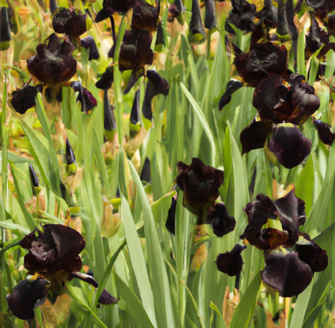Iris Black Knight iris Chrysographes Stunning Ornate Blooms Cutting ...