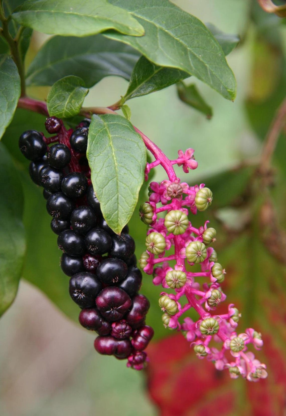 American Pokeberry {thytolacca Americana} Fast Growing | Valuable Crop ...