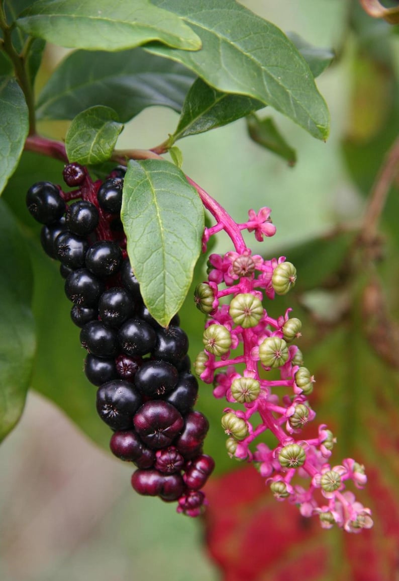 American Pokeberry {thytolacca Americana} Fast Growing | Valuable Crop ...