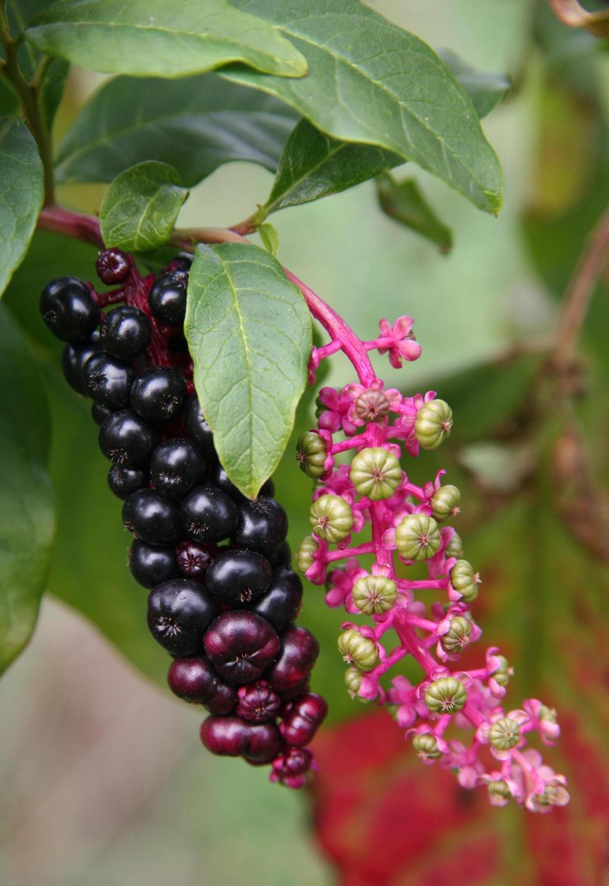 American Pokeberry {thytolacca Americana} Fast Growing | Valuable Crop ...