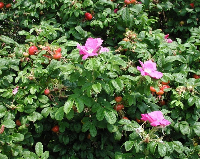 Japanese Rugosa Rose, Rosa Rugosa, Extremely Hardy, Dark Pink Flowers ...