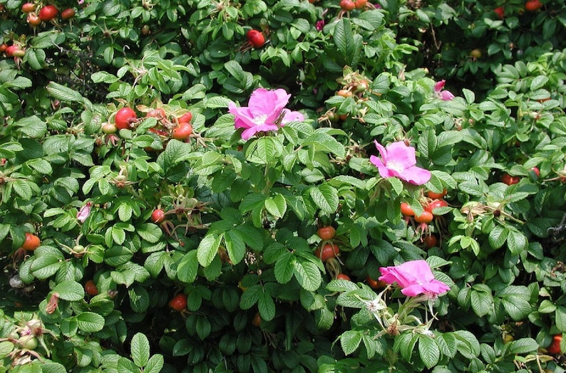 Seaside Pink Rose Fruiting Shrub {rosa Rugosa} Large Hips | Edible ...