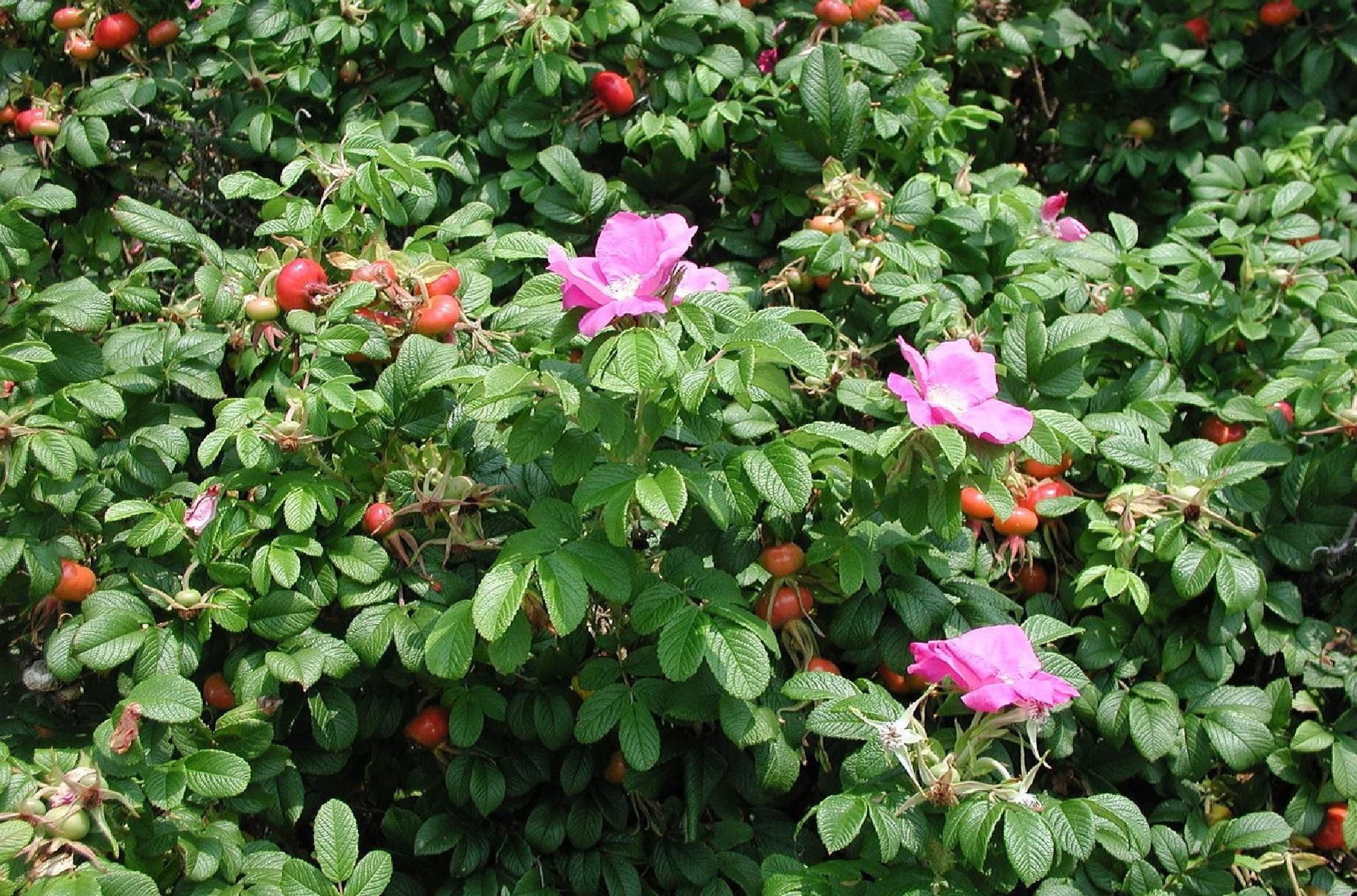 Rosa Rugosa Hedge