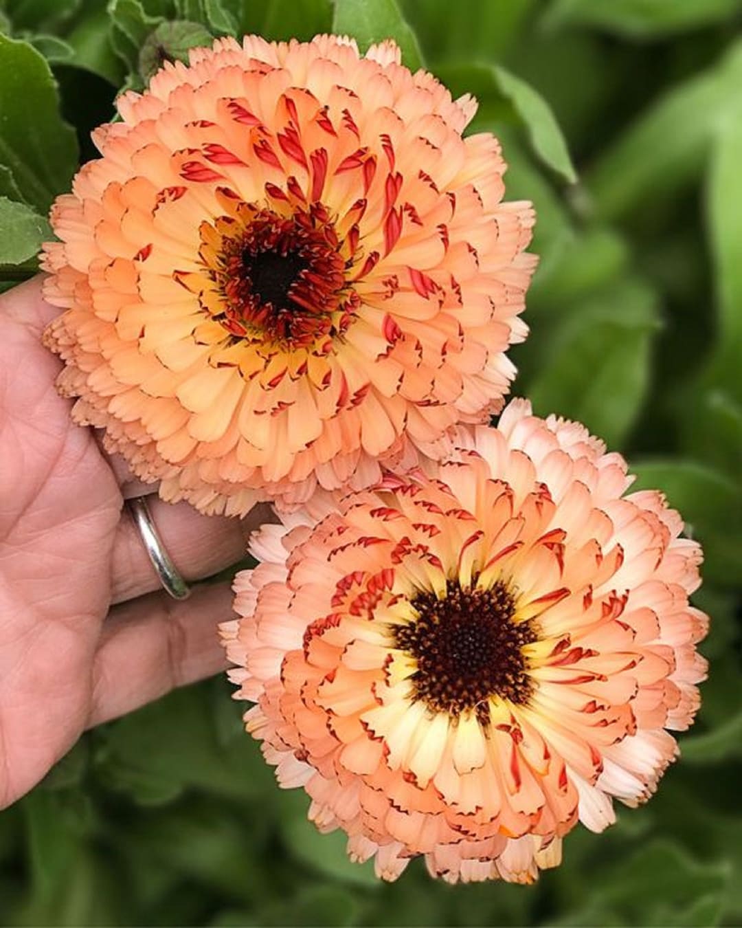 Bronzed Beauty {calendula Officinalis} Organic Showy Blooms | Cutting ...