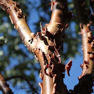 Red Paperbark Maple {acer Griseum} D.w.. | Vibrant | Fast Growing ...