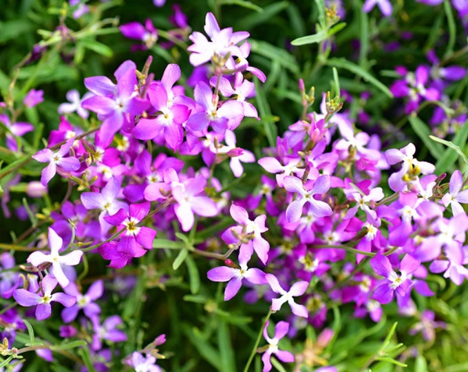 3000 Evening Scented night Stock Matthiola Flower Seeds Bulk Perfume ...