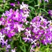 3000 Evening Scented (night) Stock Matthiola Flower Seeds Bulk Perfume ...