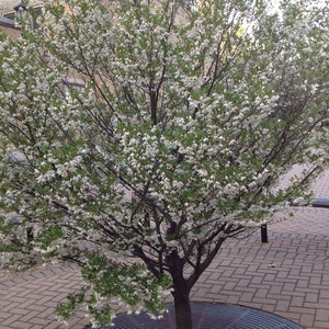 Japanese Snowbell {styrax Japonica} Showy Ornamental | Bonsai | 20 ...