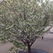 Japanese Snowbell {styrax Japonica} Showy Ornamental | Bonsai | 20 ...