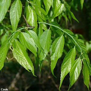 Sugarberry Tree {celtis Laevigata} 1st Year Fruit Bearing! Edible ...