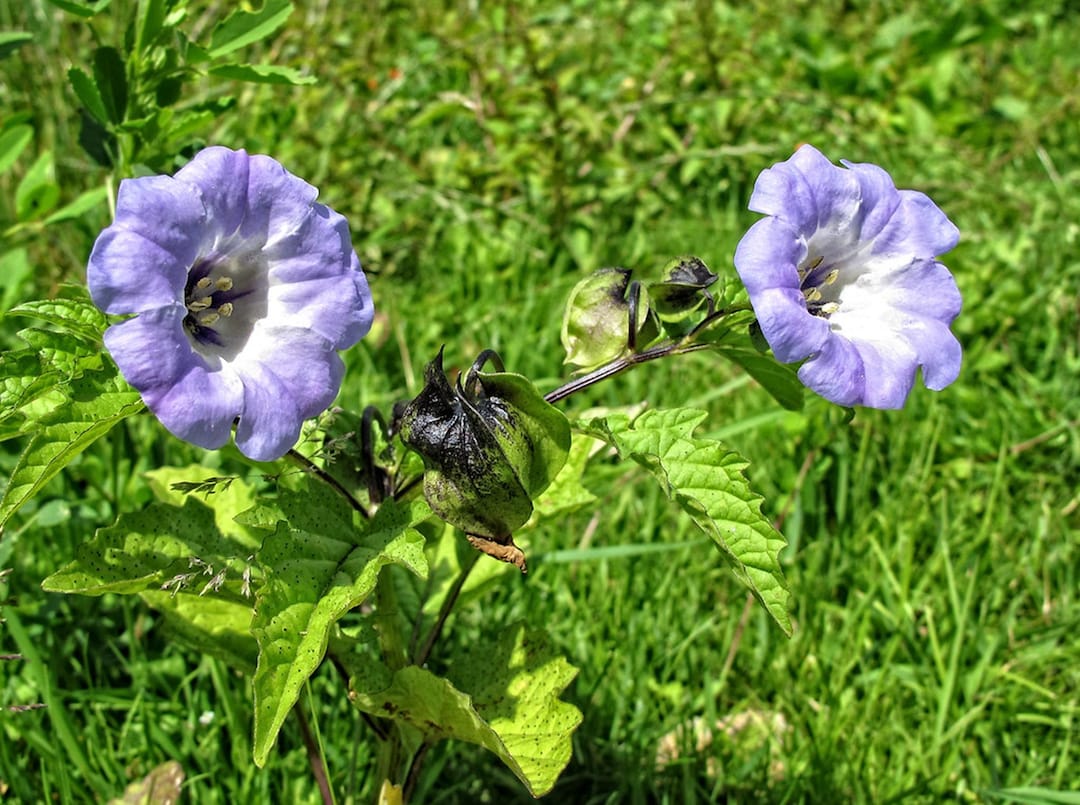 Apple of Peru {nicandra Physalodes Var. Nigra} Organic | Sacred Plant ...