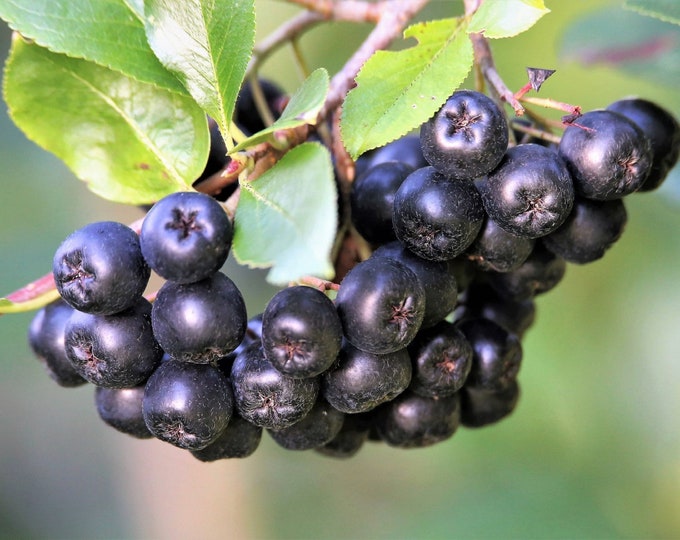 4yr Black Chokeberry, 1ft, Native Shrub, Aronia Melanocarpa, Bundle Discounts - Etsy