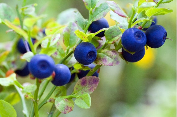 Bilberry Dwarf Shrub vaccinium Myrtillus Edible - Etsy