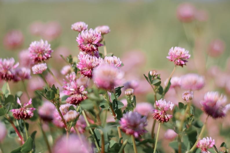 3500+ Medicinal Seeds: Alsike Pink Clover {trifolium Hybridum} Herb ...