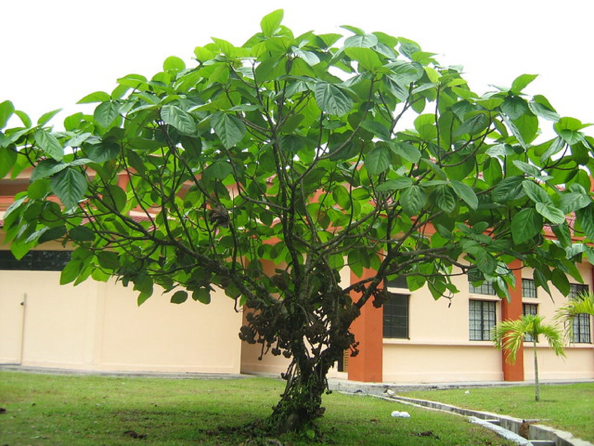 Elephant Ear Fig Tree {ficus Auriculata} Organic | Edible | Fast ...