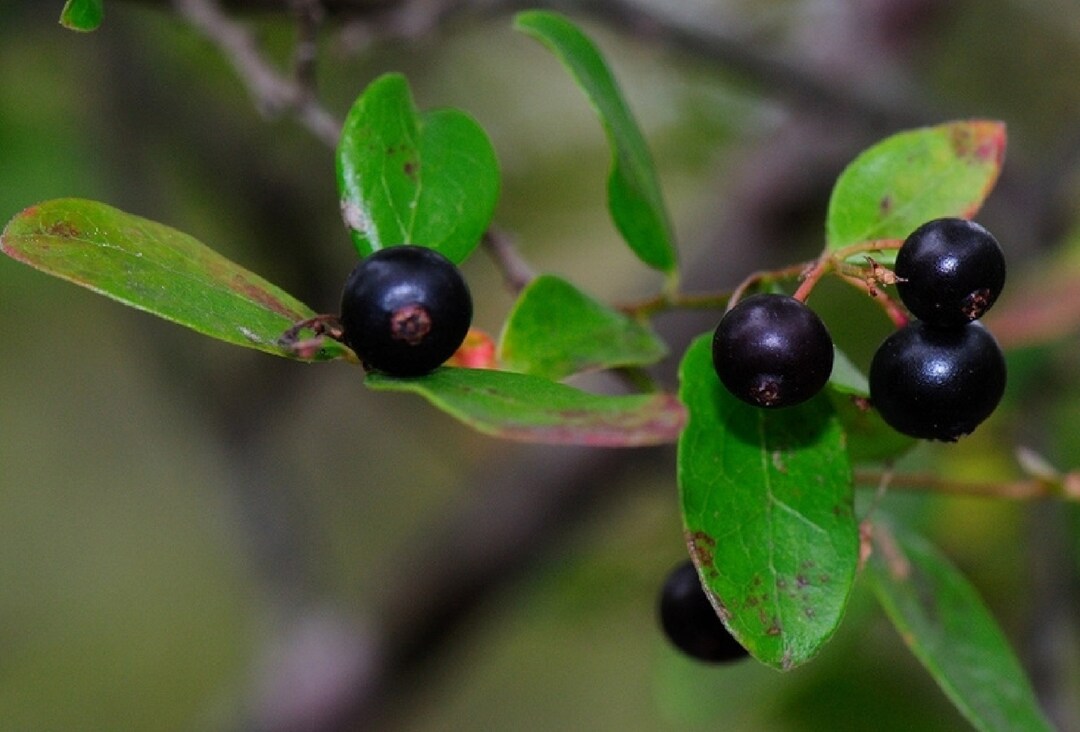 Sparkleberry Tree {vaccinium Arboreum} Fruiting Shrub | Heirloom NON ...