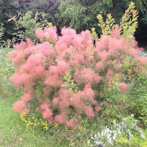 Pink Young Lady Smoke Bush {cotinus Coggygria} RHS Winner | Ethereal ...