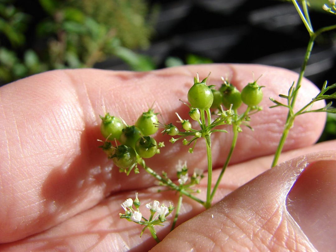 Organic Dwarf Lemon Cilantro {coriandrum Sativum Var. Lemon} Slow Bolt ...