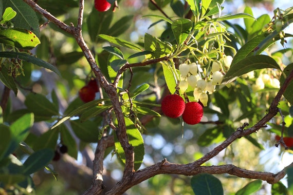 Strawberry Tree Madrone Tree Evergreen arbutus Unedo 20 - Etsy