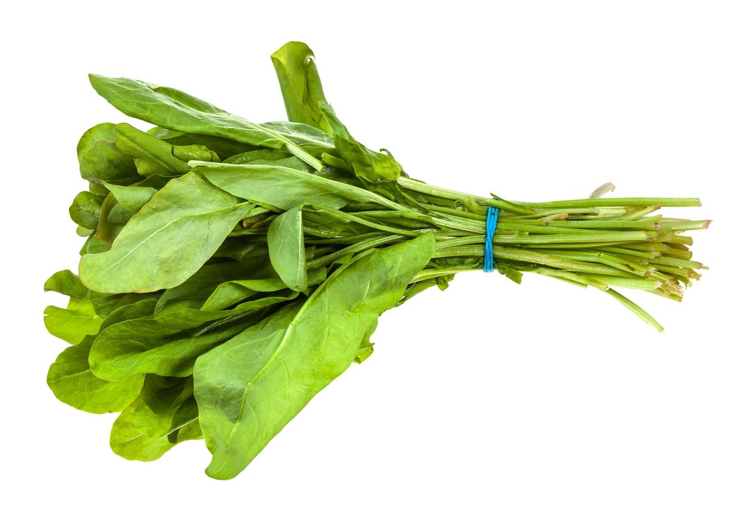 1000+ Broad Leaf Sorrel Seeds | Non-gmo Perennial Heirloom Herb (rumex ...