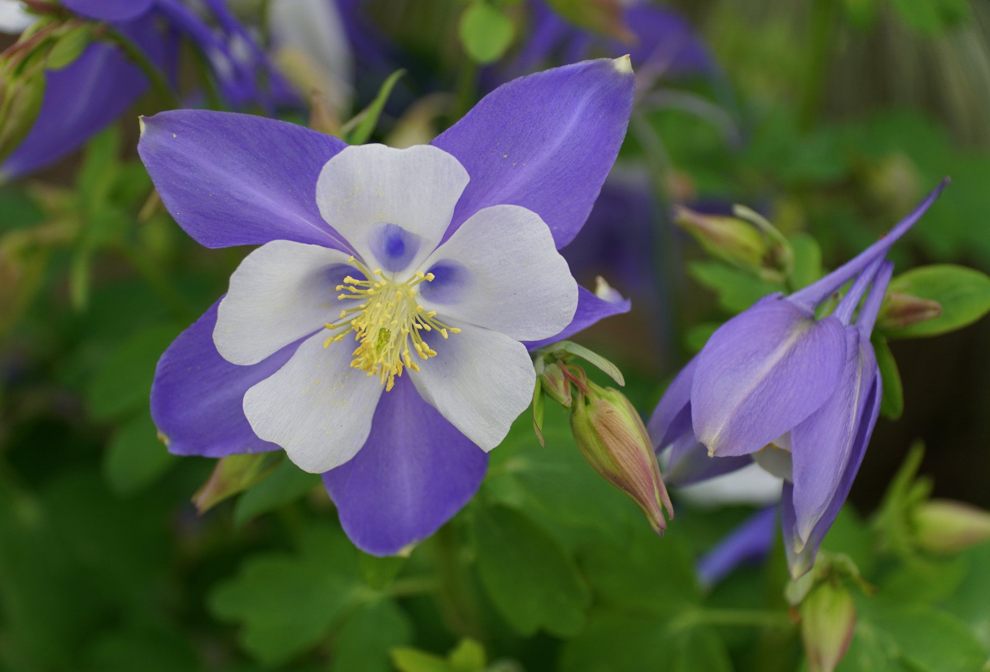 Blue Columbine Flowers