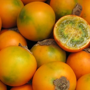 Lulo Orange Tree {solanum Quitoense} Organic | Tropical Superfruit ...