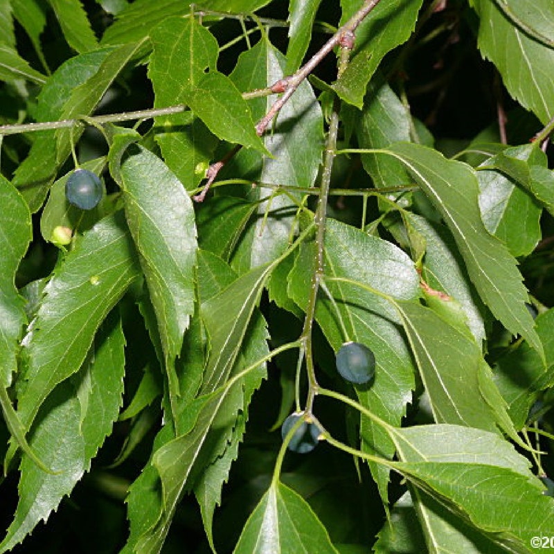 Sugar Plum Tree - Etsy