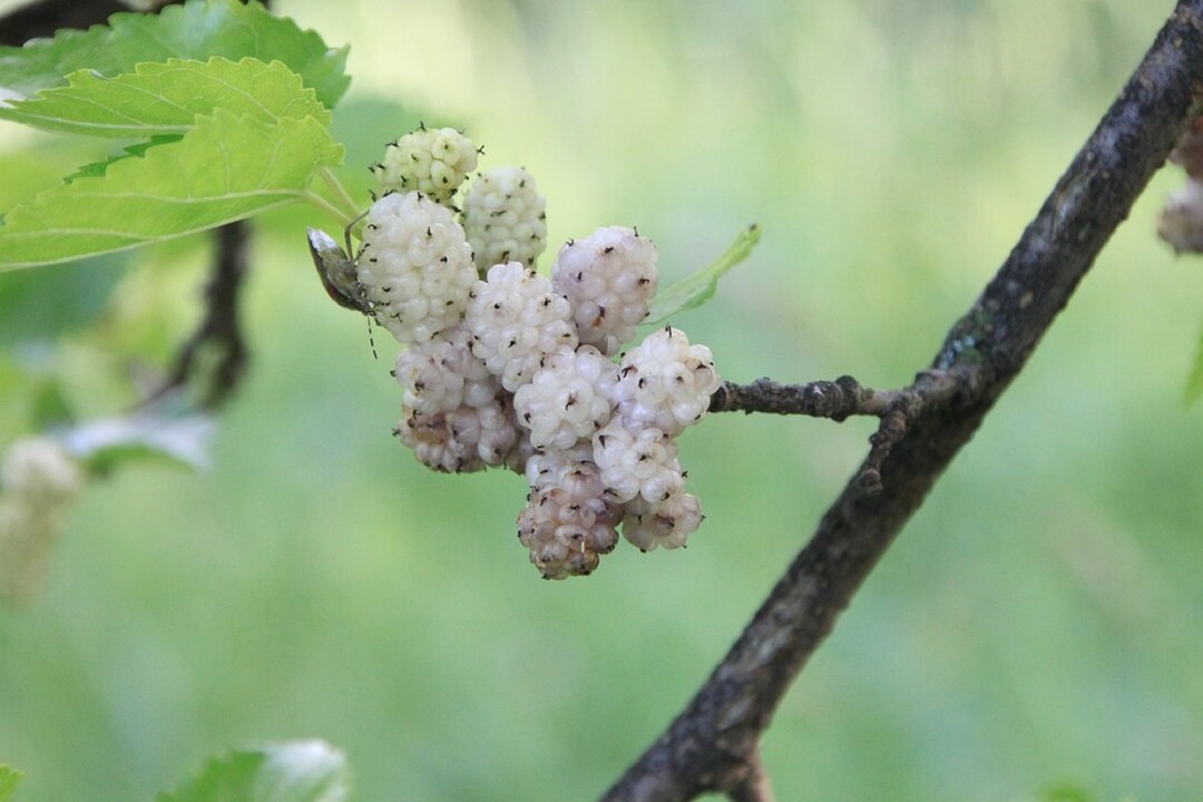 Russian Mulberry Fruiting Shrub {morus Alba} Superfruit | Edible ...