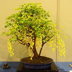 Dwarf Golden Raintree {koelreuteria Paniculata Nana} Stunning ...