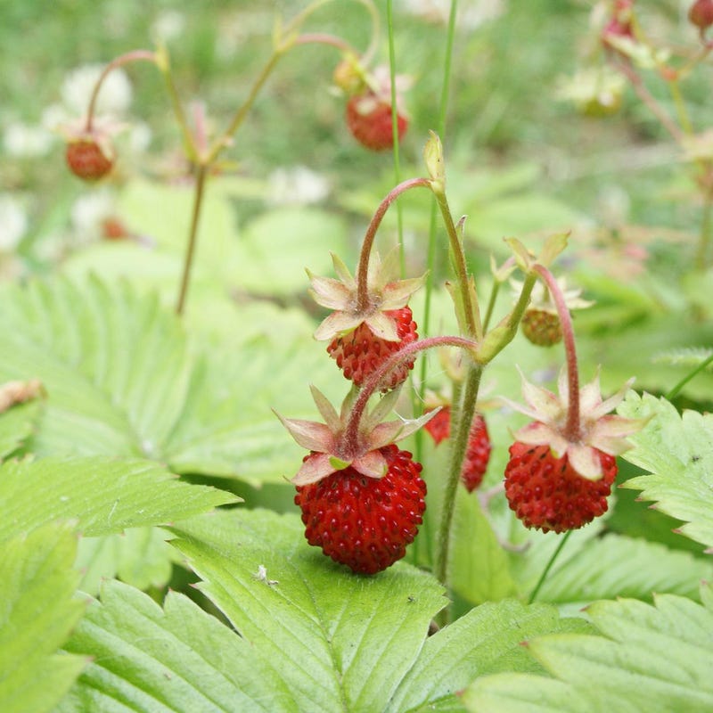 Fragaria - Etsy