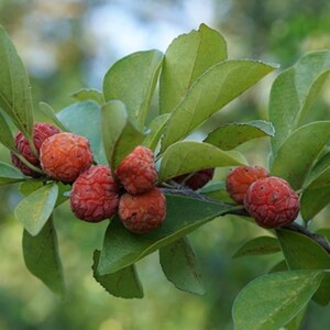 Mandarin Melon Berry Tree Organic {maclura T.} Edible Superfood ...