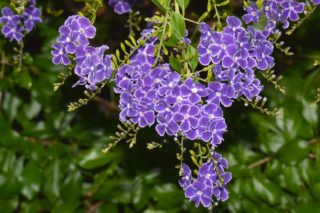 Sky Flower {duranta Repens} Tropical Ornate Shrub | Vibrant Blue ...