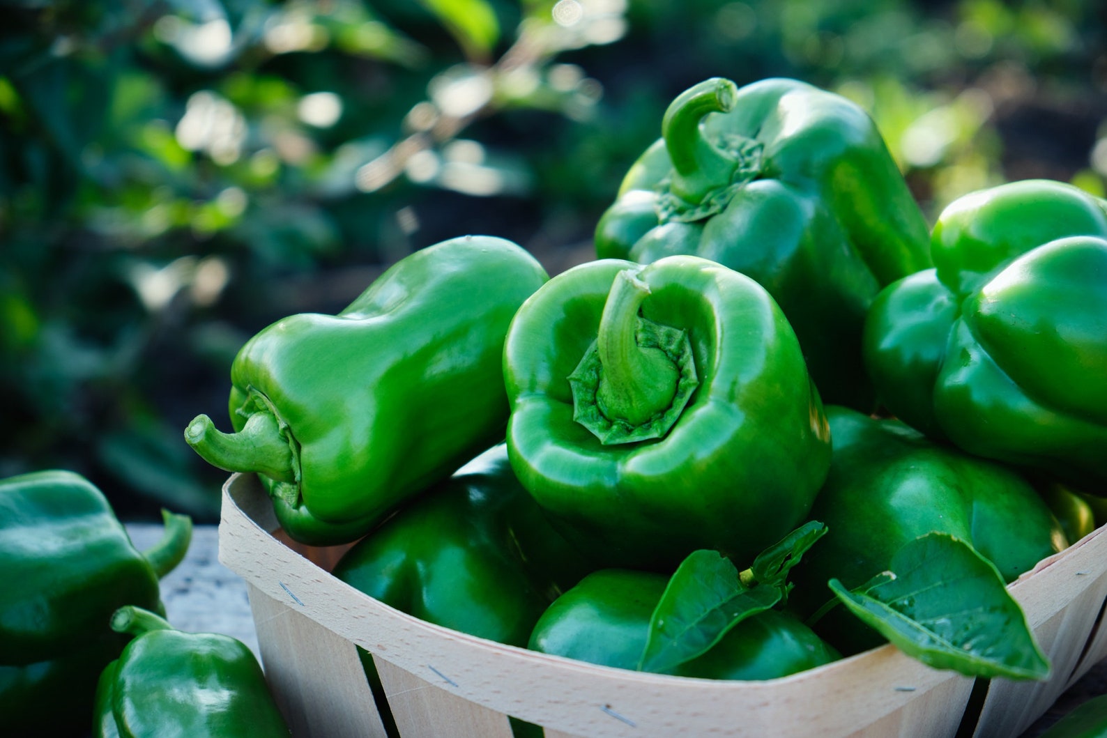 100 California Wonder Bell Pepper Seeds Non-gmo, Heirloom, Great ...