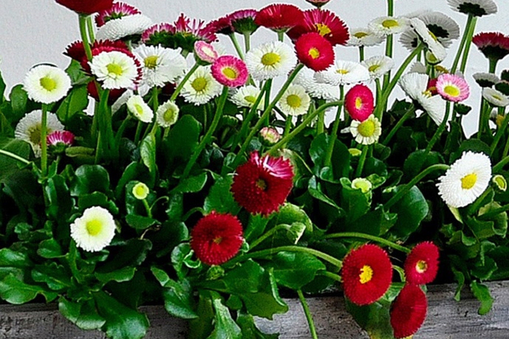 200 Bellis Perennis Super Enorma Flower Seeds mix English Daisy ...