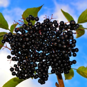Black Chokeberry White Flowering Shrub {aronia Melanocarpa} Edible | Heirloom | Fruit Bearing ...