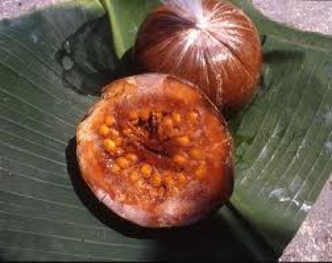 Borojo Fruit Tree {albertia Patinoi} Organic | Evergreen | Tasty Fruits ...