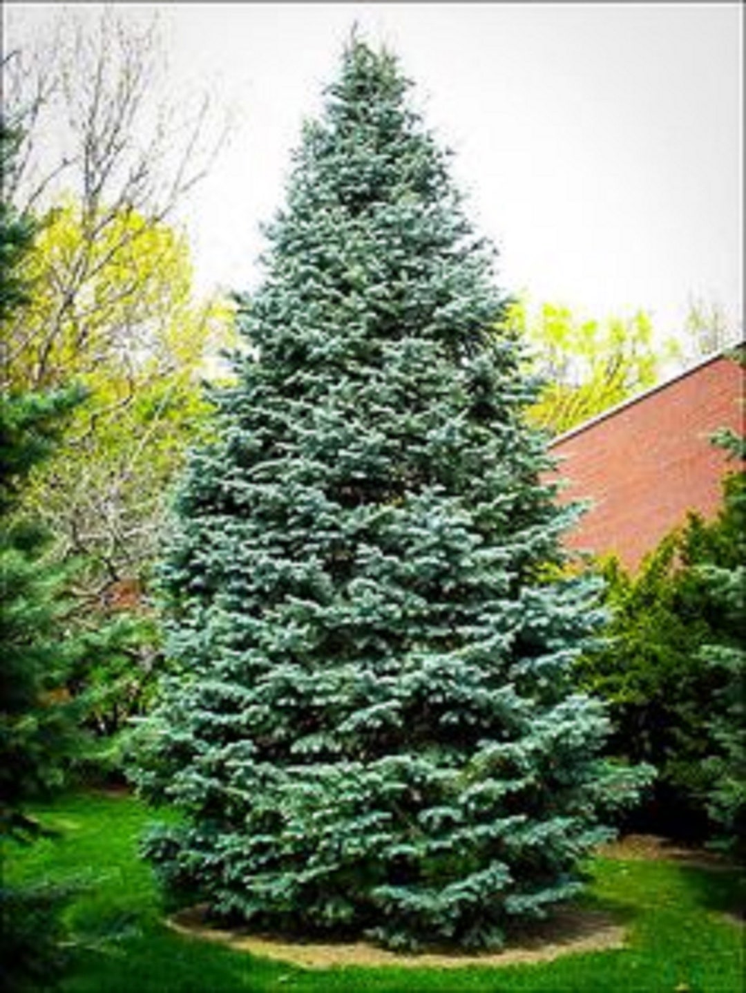 Christmas Day Spruce {picea Meyeri} Fast Growing | Evergreen | Fragrant ...
