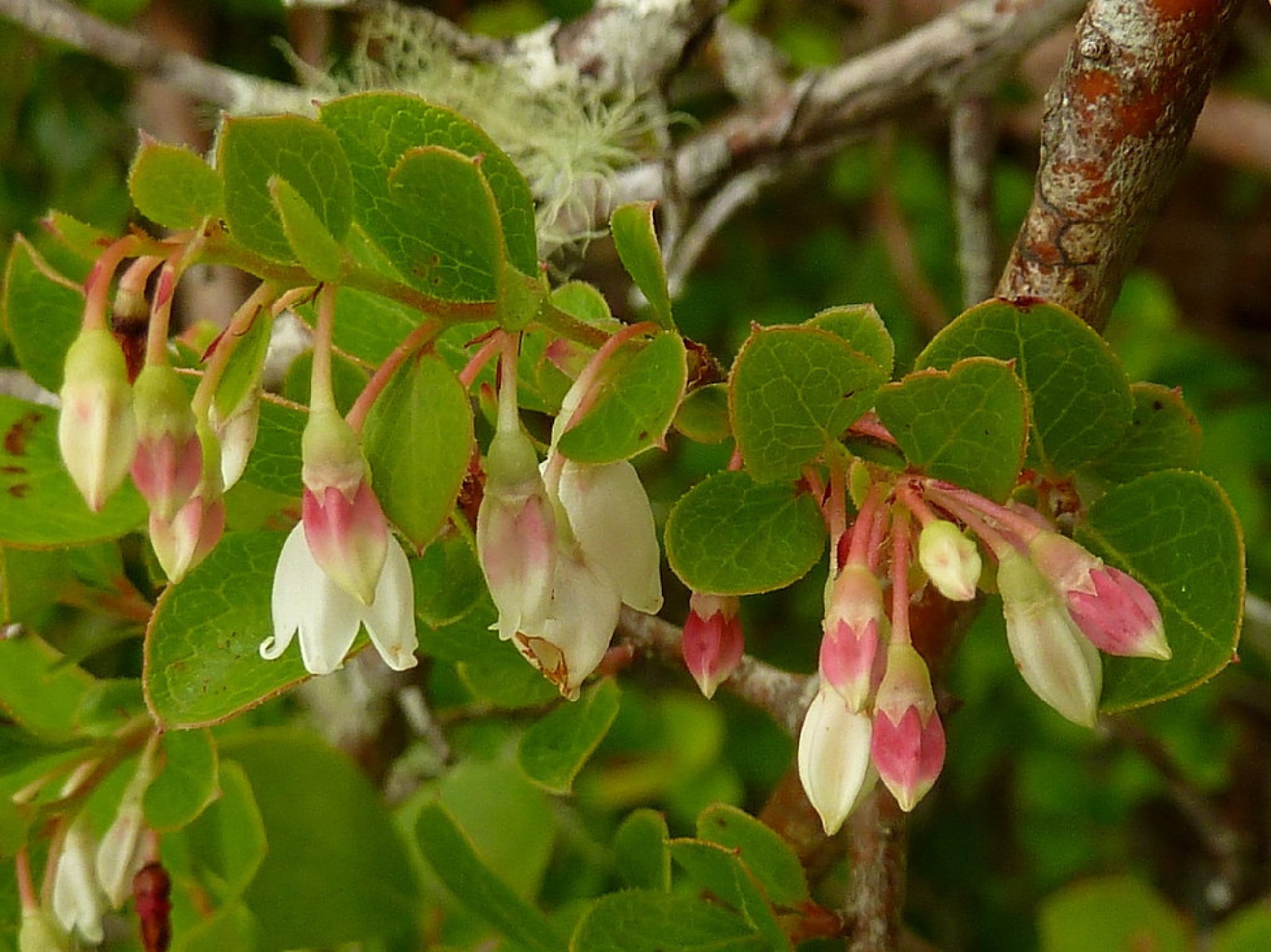 Sparkleberry Tree {vaccinium Arboreum} Fruiting Shrub | Heirloom NON ...