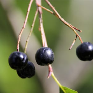 Black Chokeberry White Flowering Shrub {aronia Melanocarpa} Edible | Heirloom | Fruit Bearing ...