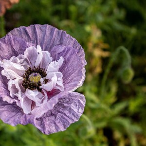 Peony Poppy English Frilly {papaver Somniferum} Organic | Cutting ...