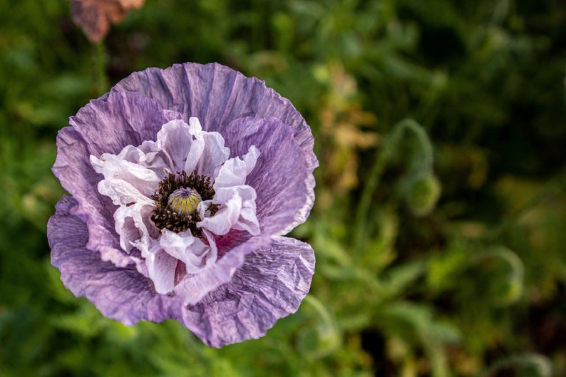 Peony Poppy English Frilly papaver Somniferum Organic - Etsy