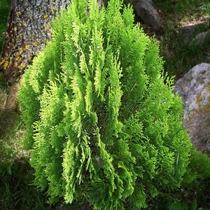 Dwarf Thuja {platydadus Orientalis Compacta} Vibrant Green ...